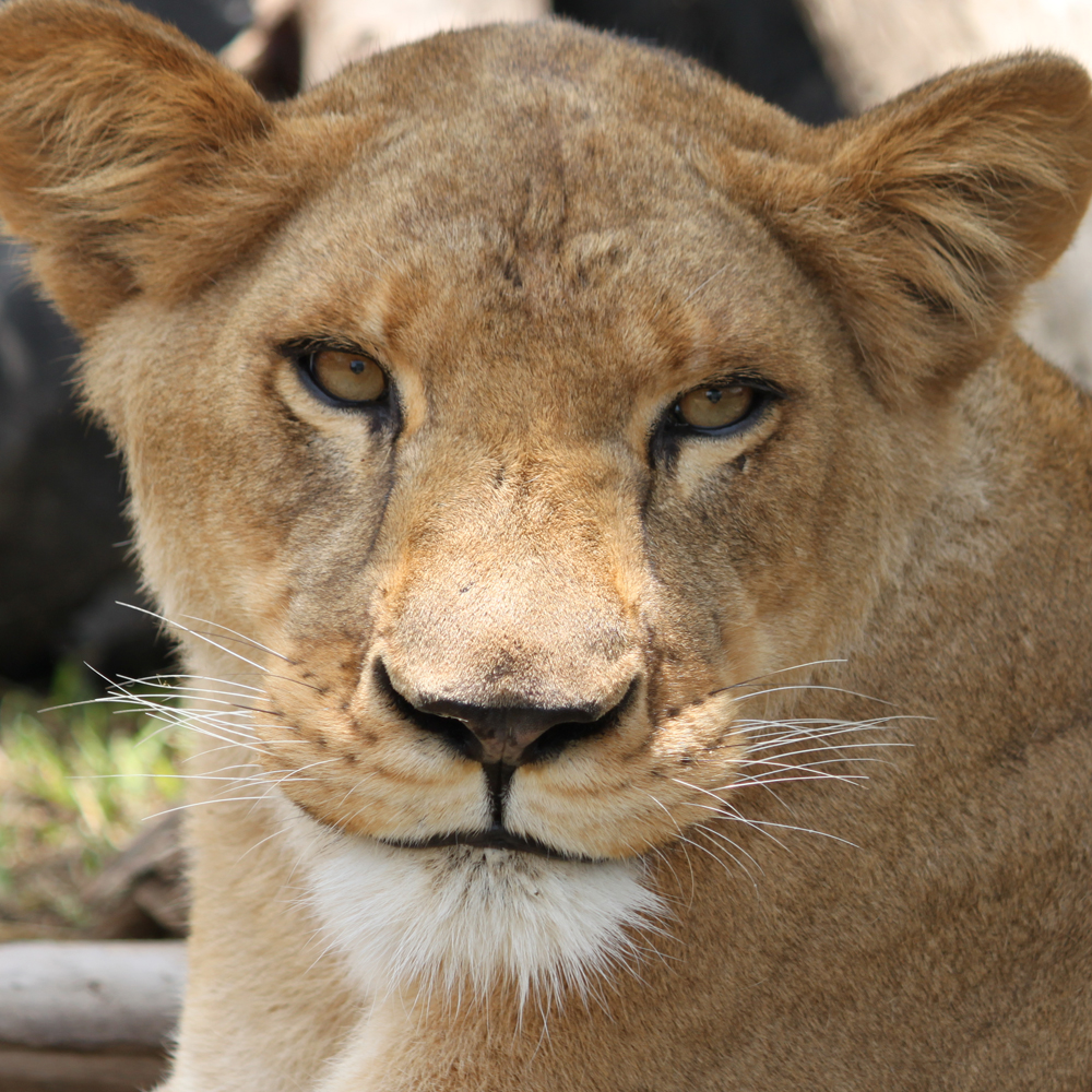 Our animals | ADI Wildlife Sanctuary