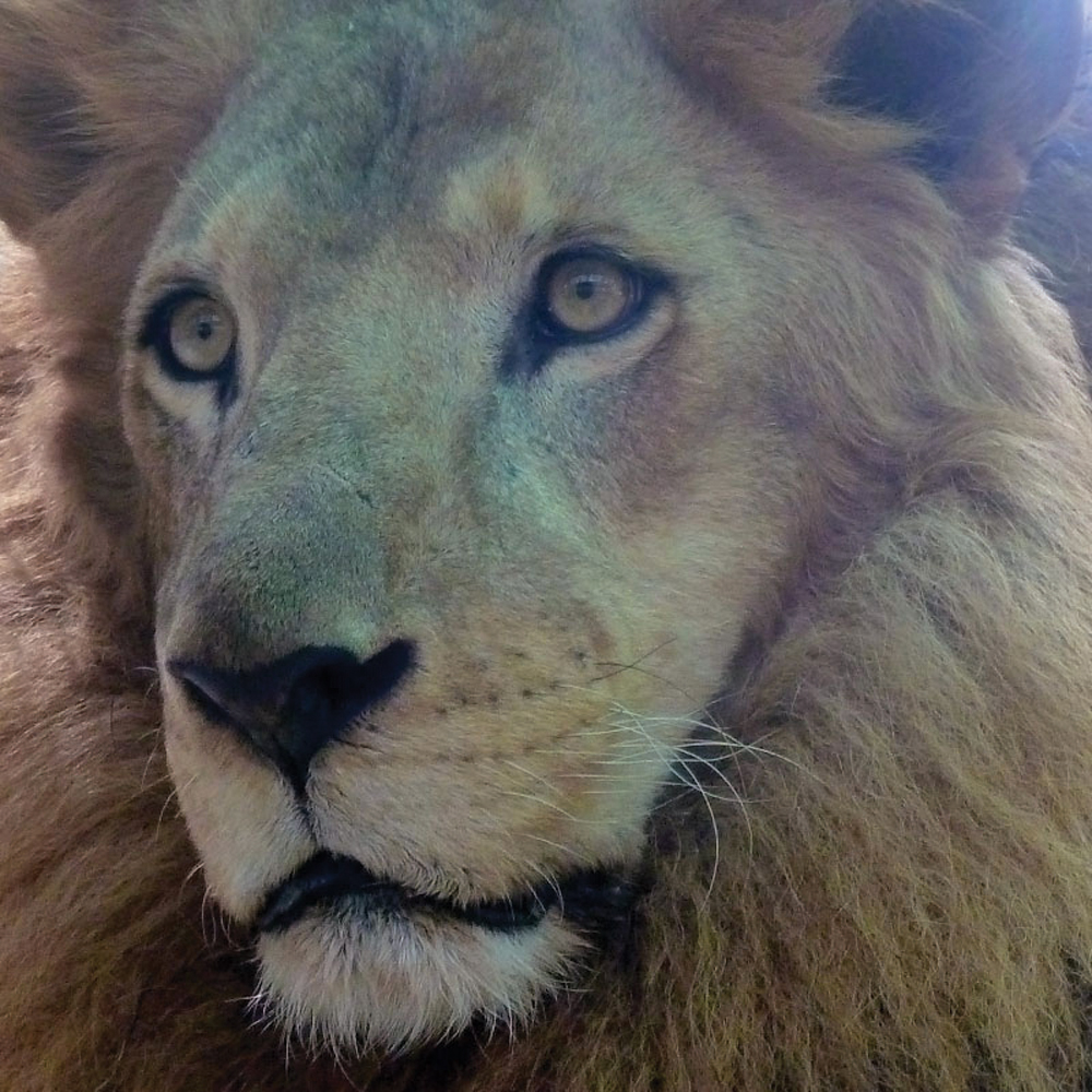 bumba | ADI Wildlife Sanctuary