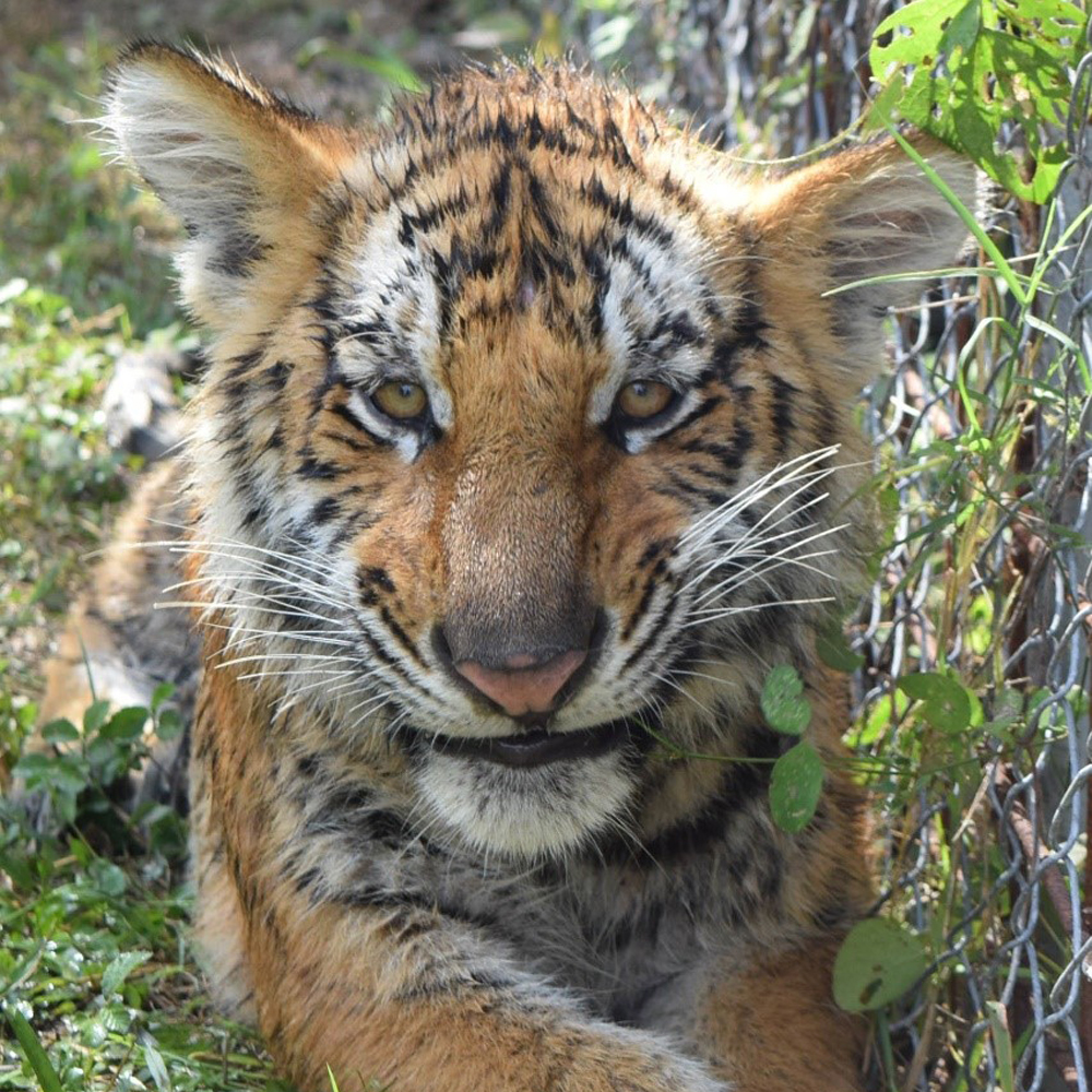 Adopt cub 1 | ADI Wildlife Sanctuary