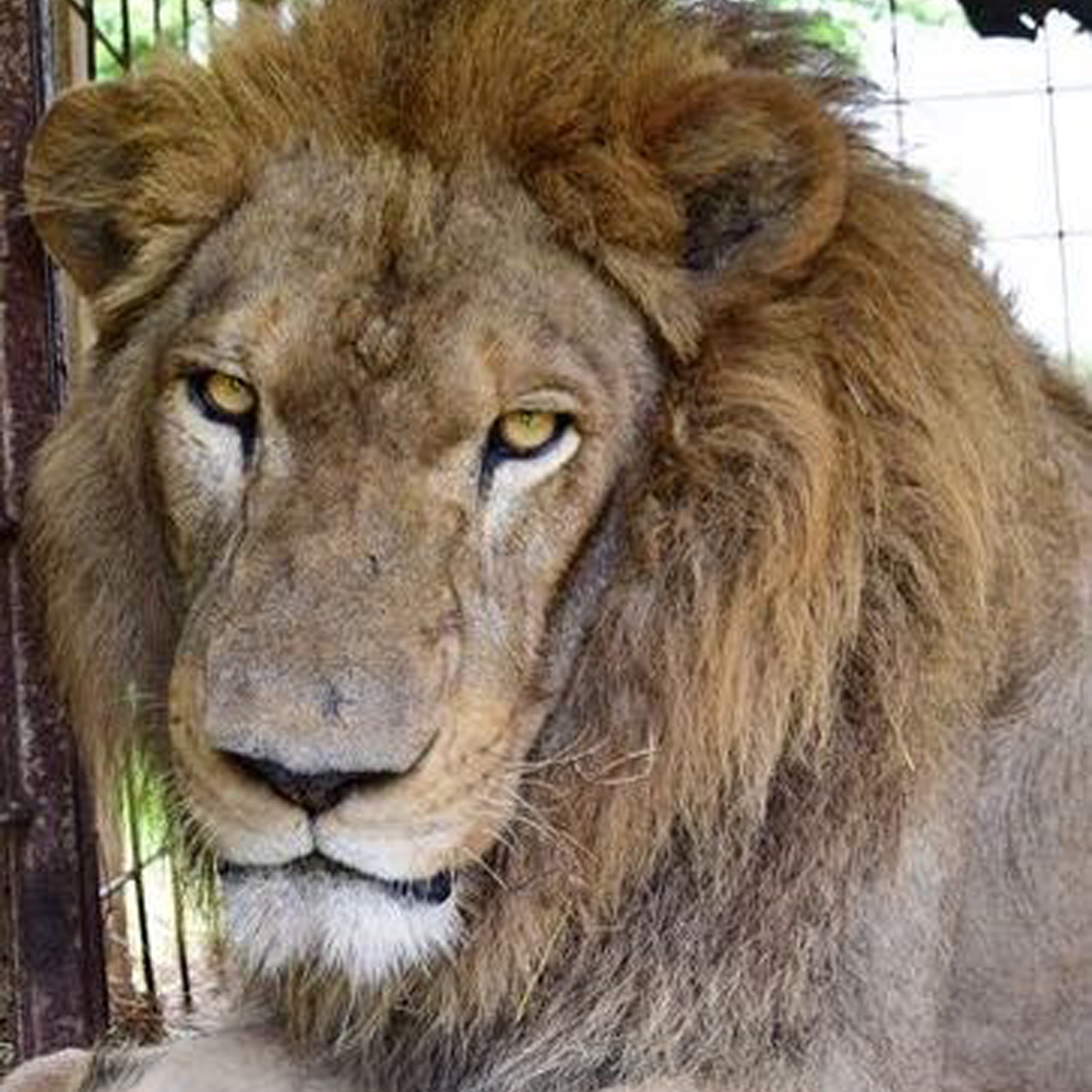 Adopt Kimba | ADI Wildlife Sanctuary