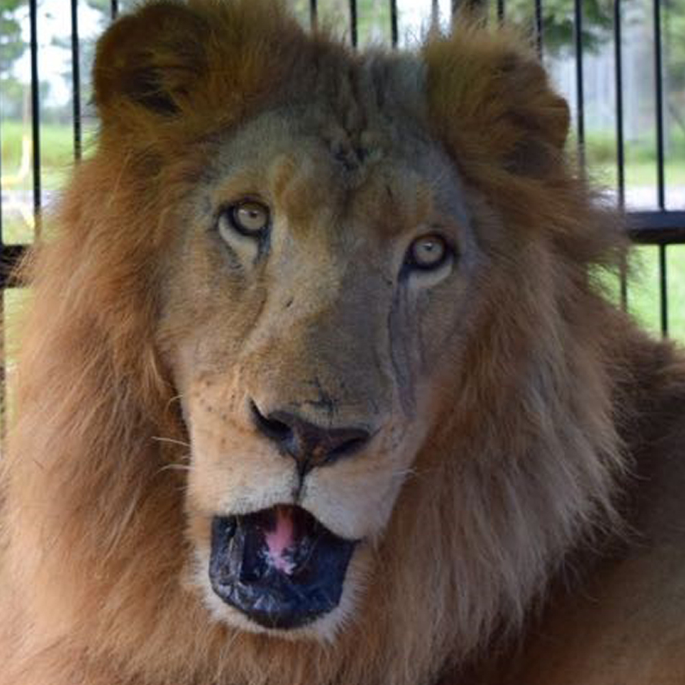 Adopt Tarzan | ADI Wildlife Sanctuary