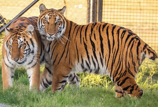 Reuniting the Guatemala animals | ADI Wildlife Sanctuary