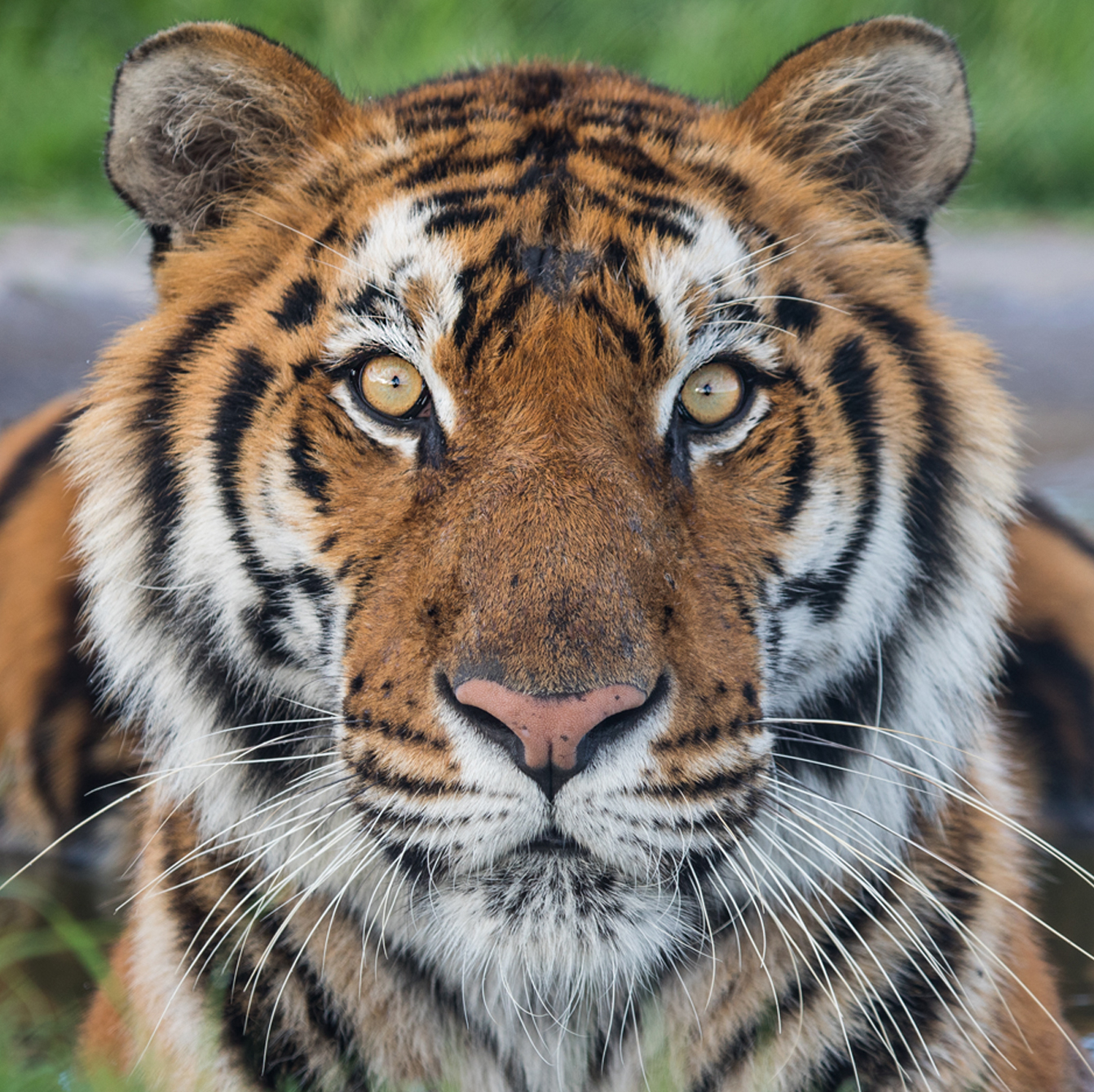 Adopt Kumal | ADI Wildlife Sanctuary