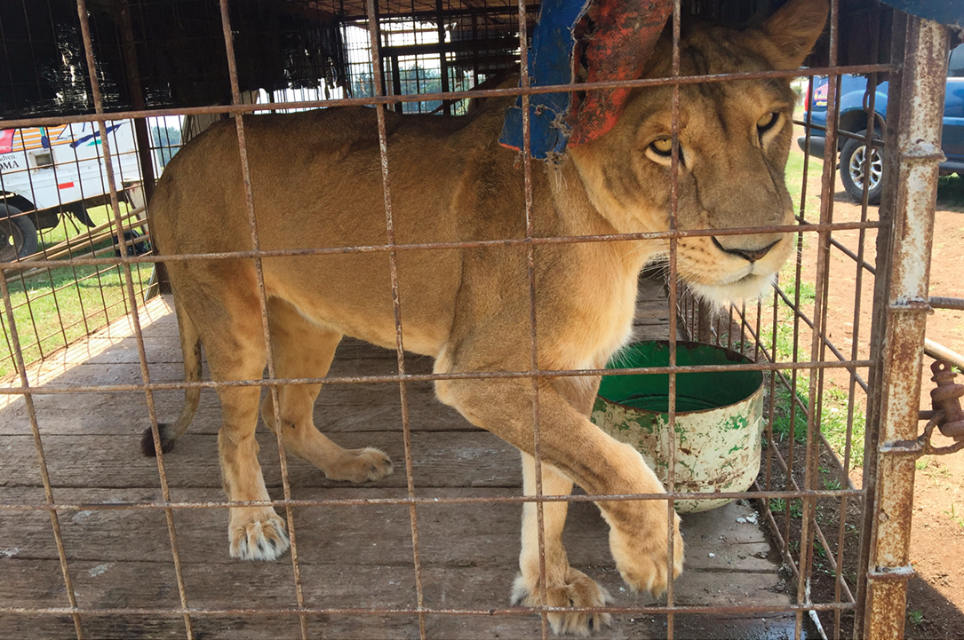 Help animals damaged by the circus | ADI Wildlife Sanctuary