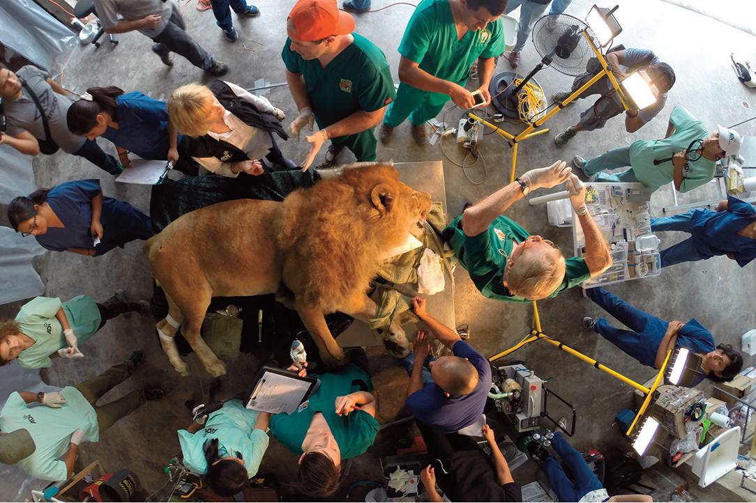 Help animals damaged by the circus | ADI Wildlife Sanctuary