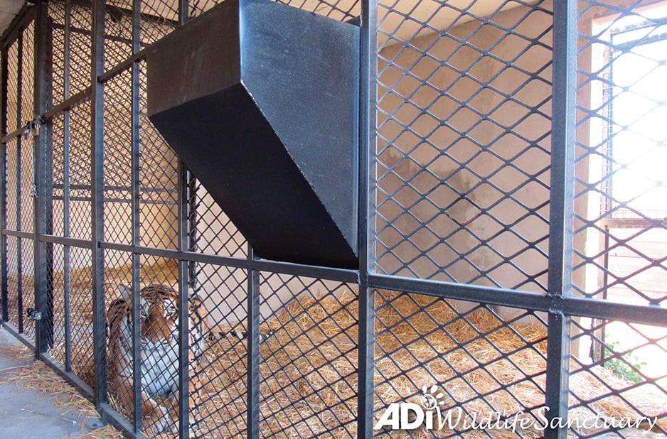 Help complete Itza’s tiger house for Father’s Day | ADI Wildlife Sanctuary
