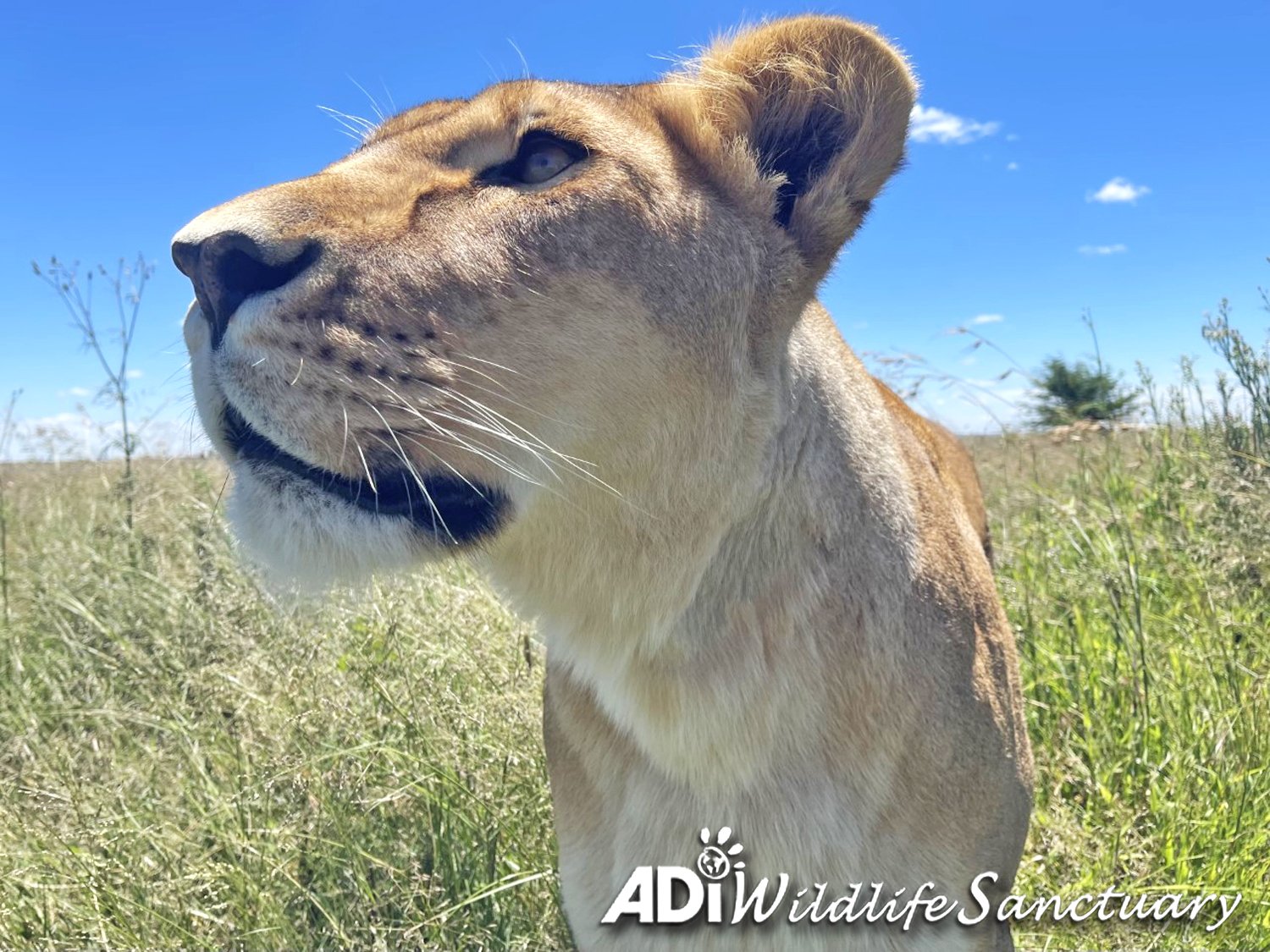 Look at Mahla now | ADI Wildlife Sanctuary