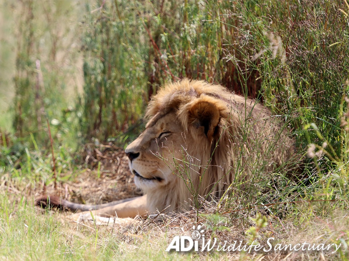 Simba sunbathing | ADI Wildlife Sanctuary