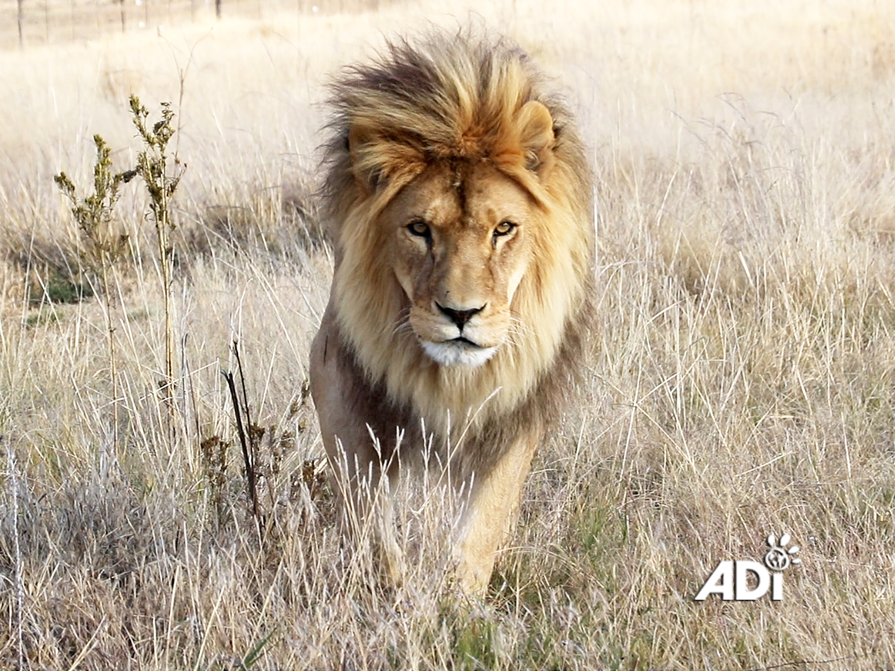 Mighty Simba | ADI Wildlife Sanctuary