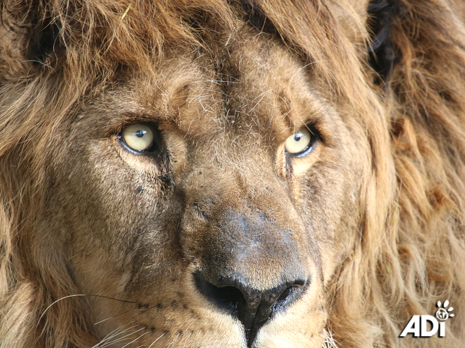 Ruben health update | ADI Wildlife Sanctuary