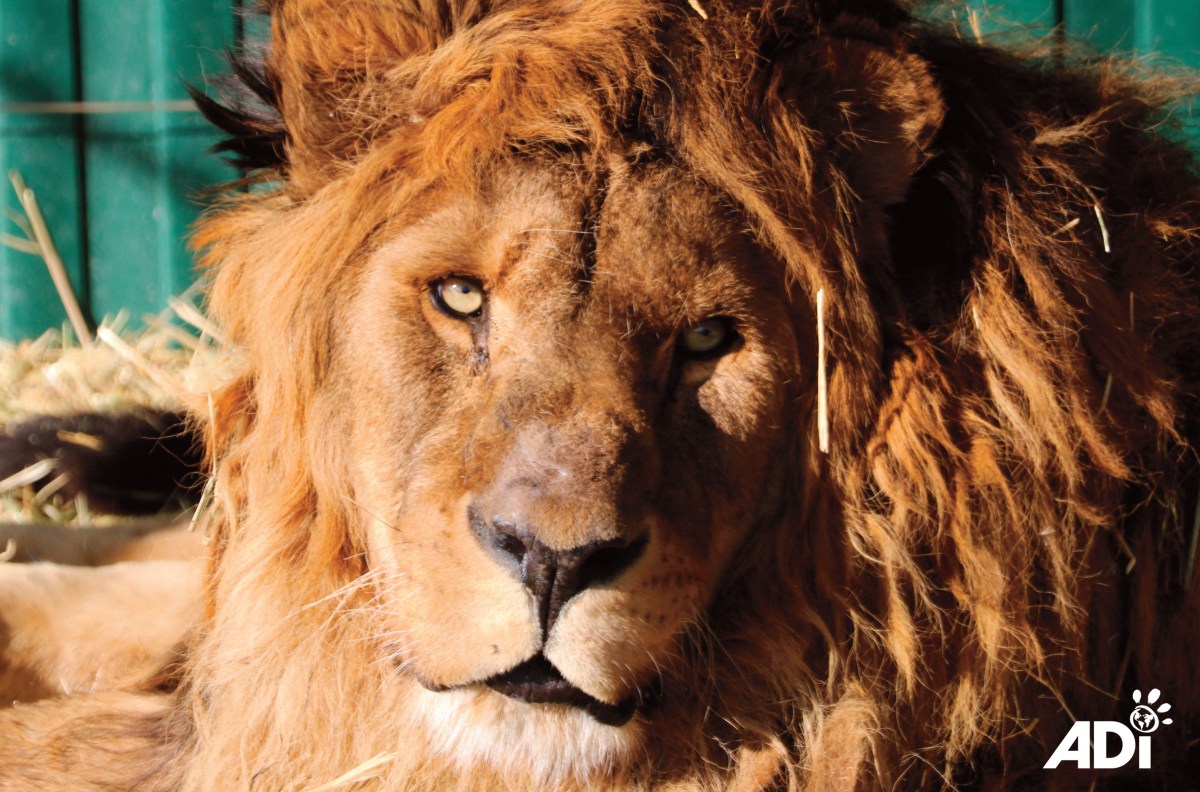 Ruben getting his passport | ADI Wildlife Sanctuary