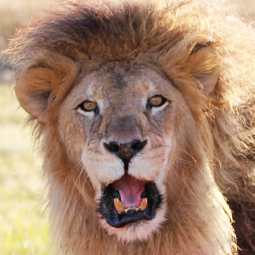 adiws_our-animals_bumba_1000x1000x120dpi | ADI Wildlife Sanctuary