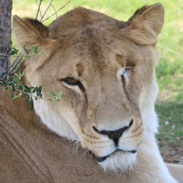 Our animals | ADI Wildlife Sanctuary