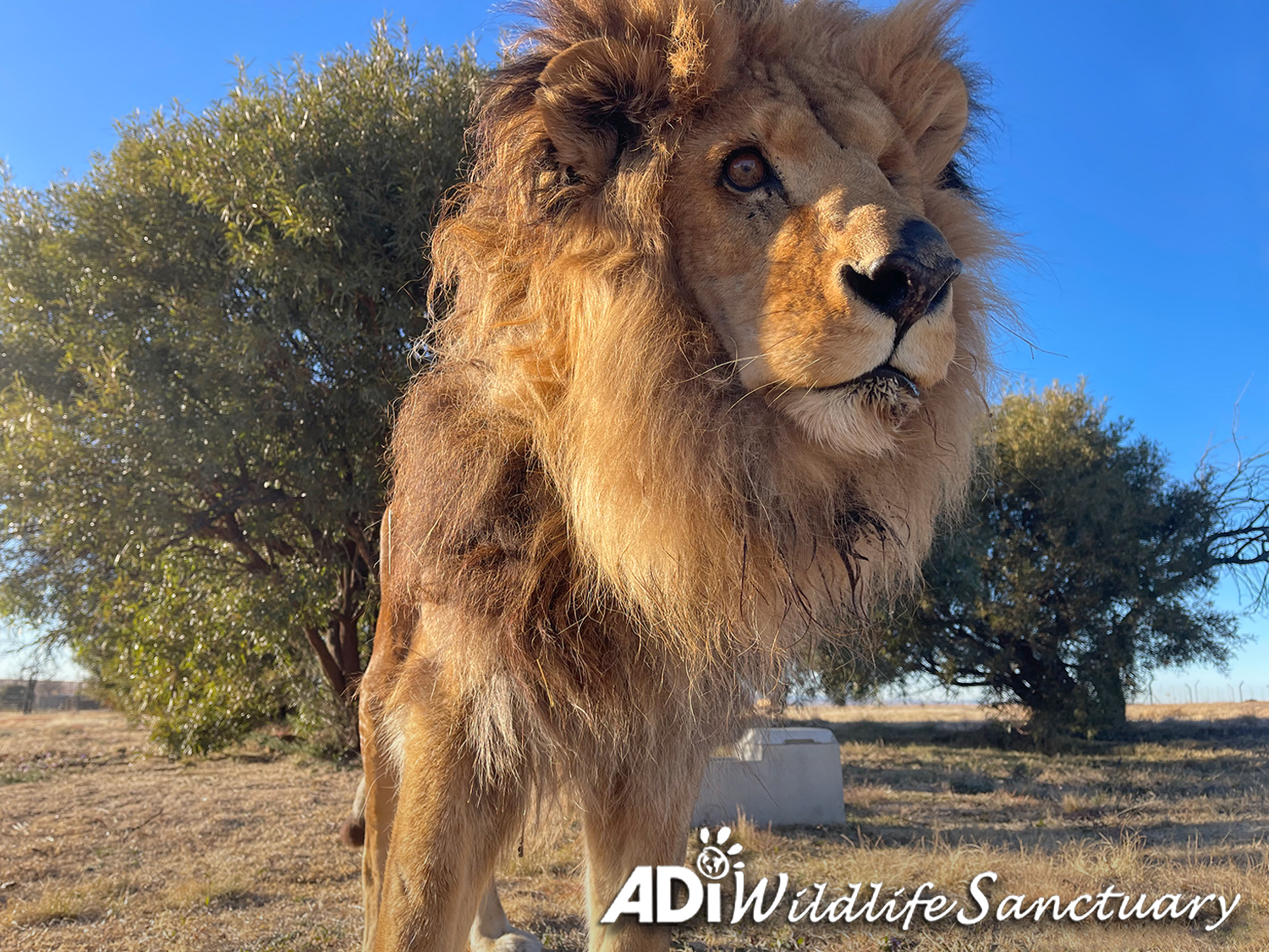 Leo on a winter’s morning | ADI Wildlife Sanctuary