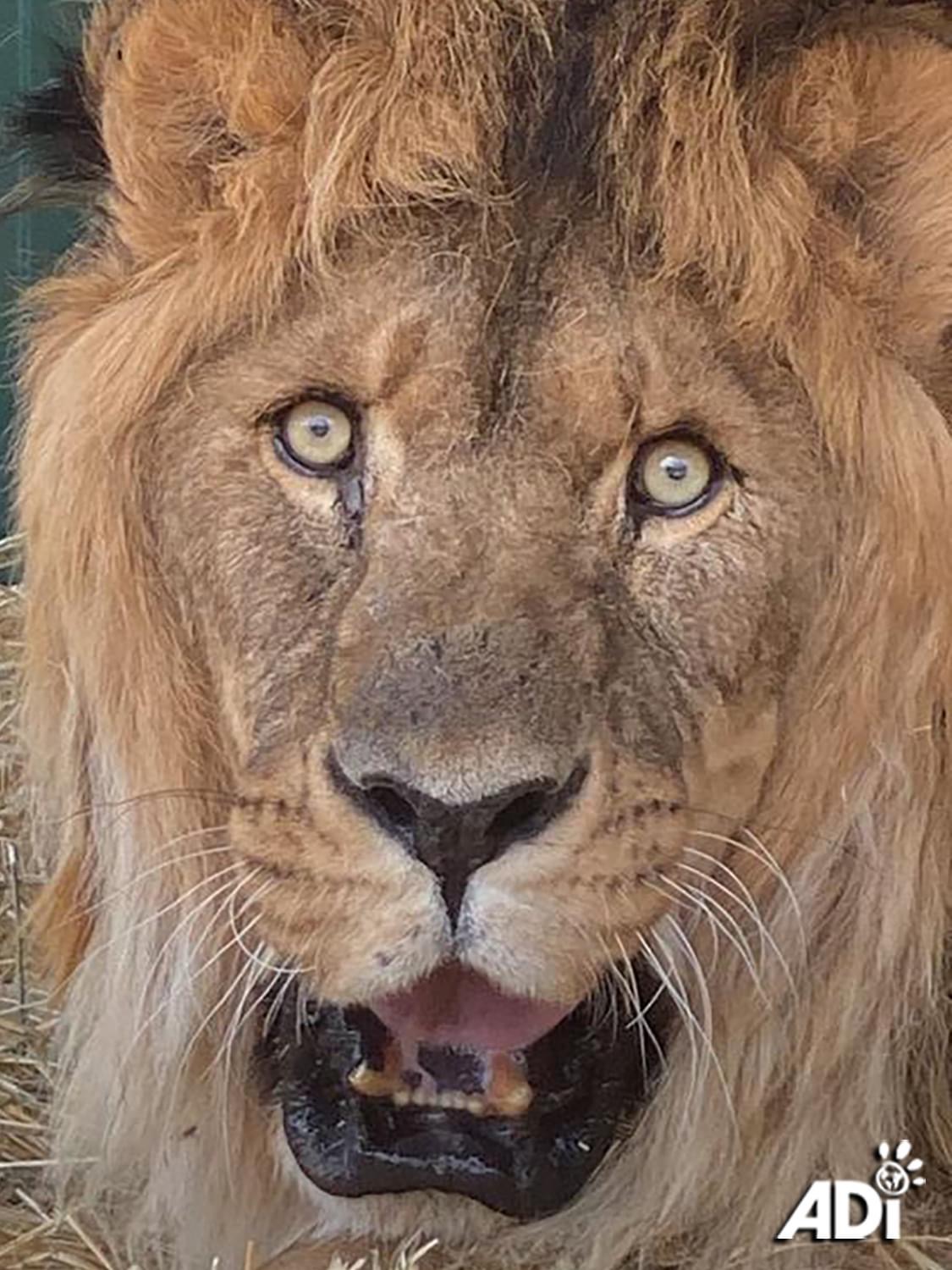 He’s going home, tomorrow | ADI Wildlife Sanctuary