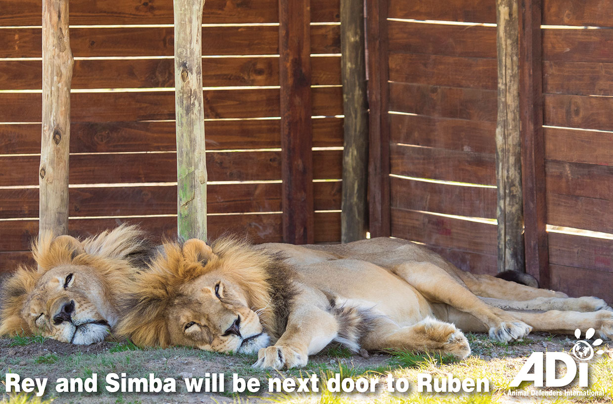 Special habitat for a special lion | ADI Wildlife Sanctuary