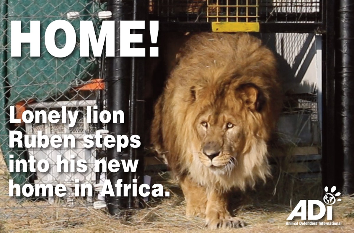Ruben is home at last | ADI Wildlife Sanctuary