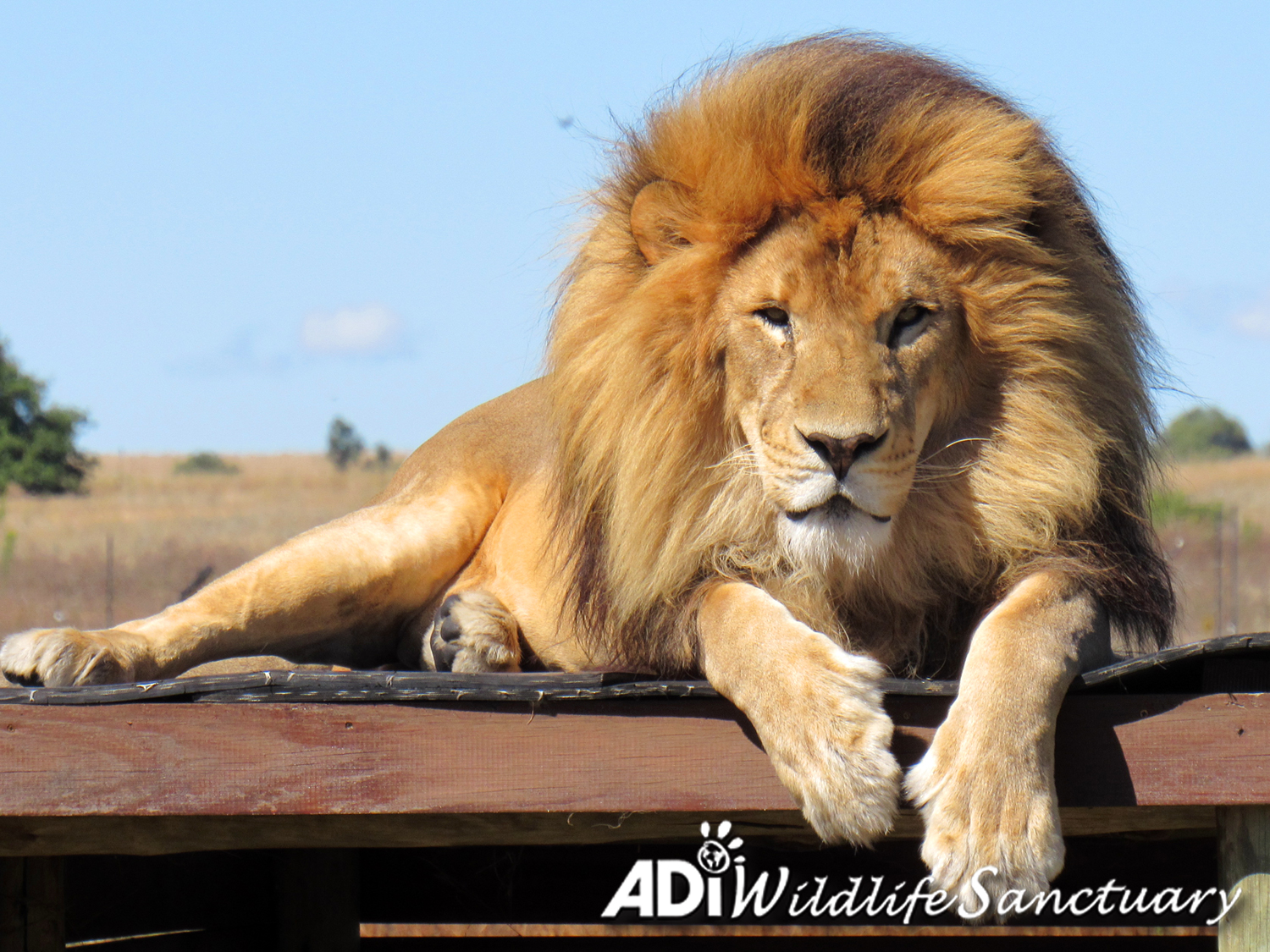 Adopt a lion this World Lion Day | ADI Wildlife Sanctuary