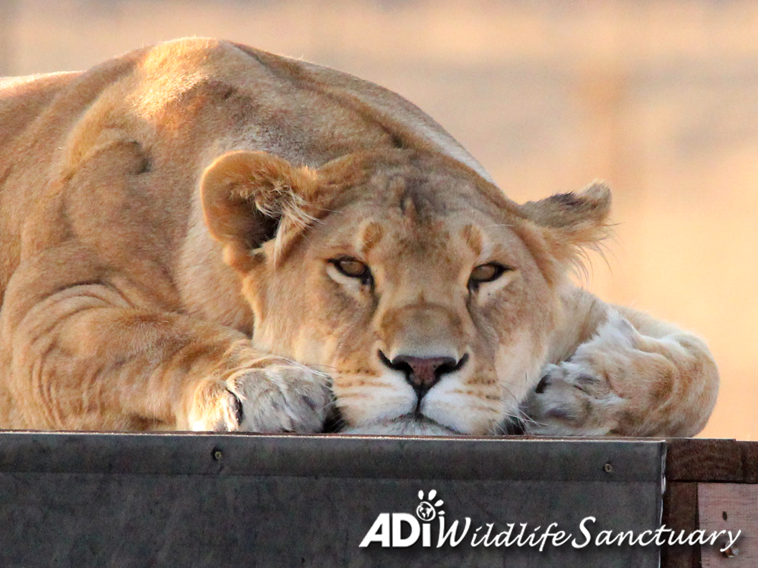 Adopt a lion this World Lion Day | ADI Wildlife Sanctuary