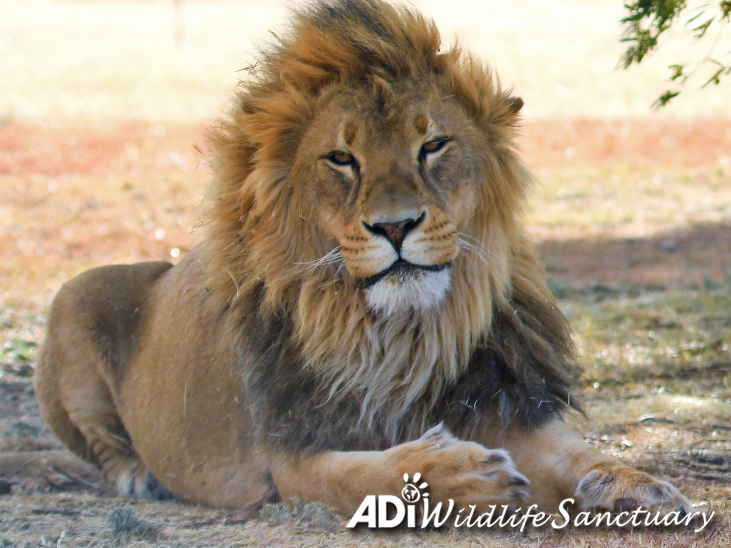 Adopt a lion this World Lion Day | ADI Wildlife Sanctuary