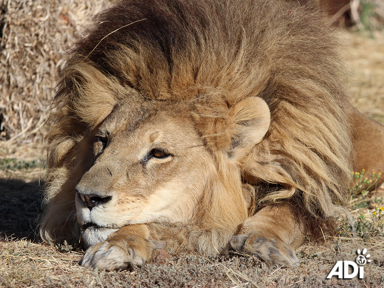 Farewell Bumba | ADI Wildlife Sanctuary