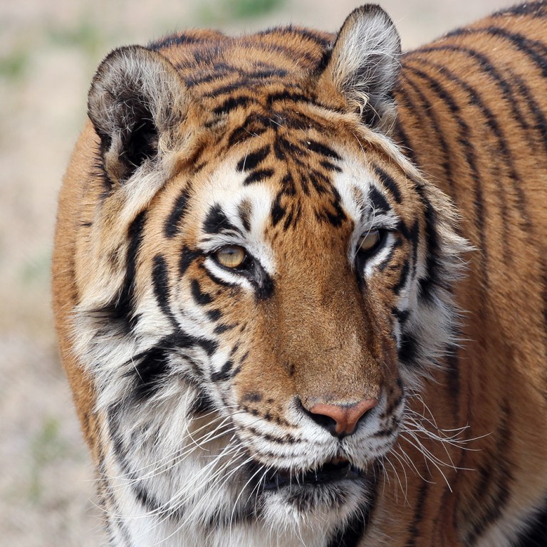 Our animals | ADI Wildlife Sanctuary