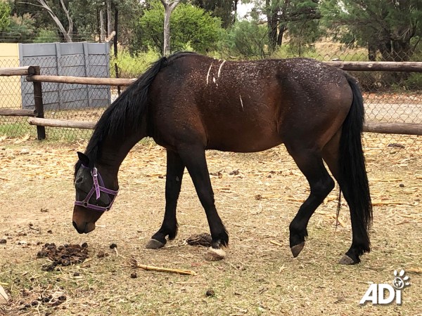 Will you help this family of horses? | ADI Wildlife Sanctuary