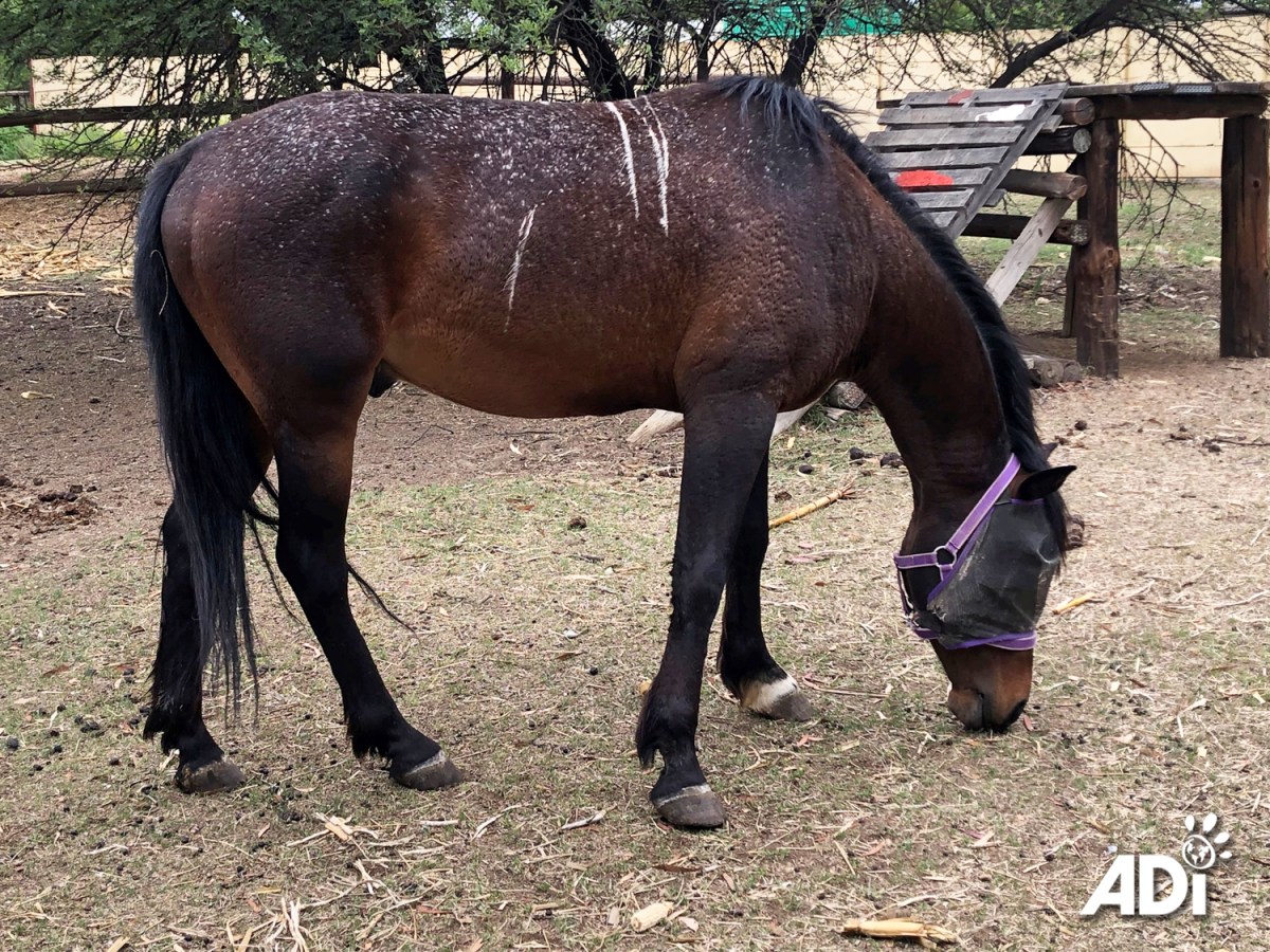 Will you help this family of horses? | ADI Wildlife Sanctuary