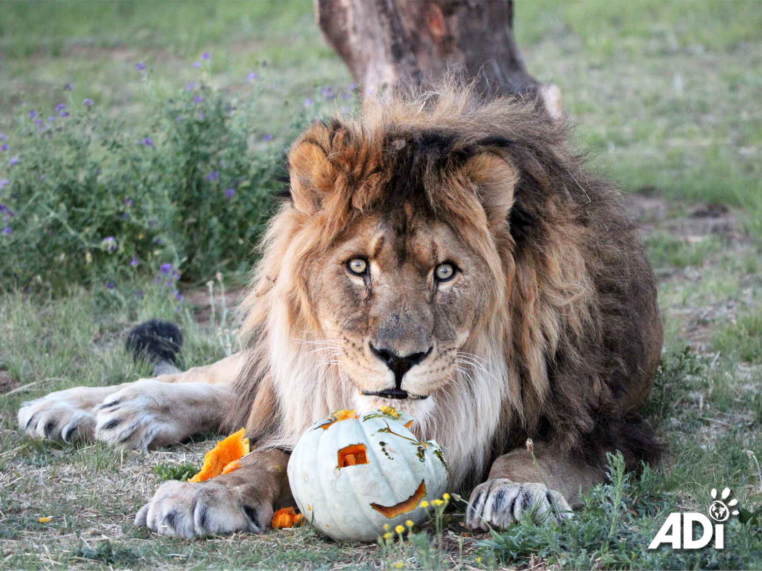 How Ruben’s life transformed in 11 pictures | ADI Wildlife Sanctuary