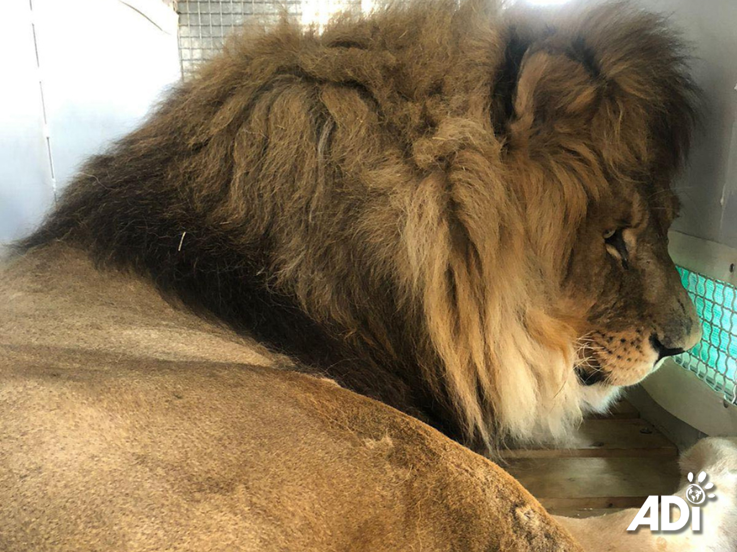 How Ruben’s life transformed in 11 pictures | ADI Wildlife Sanctuary