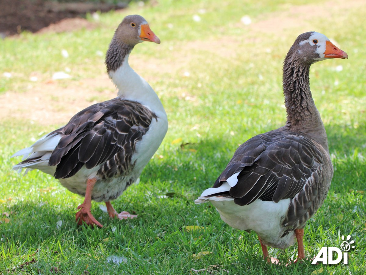 Welcoming rescued geese and more tortoises | ADI Wildlife Sanctuary