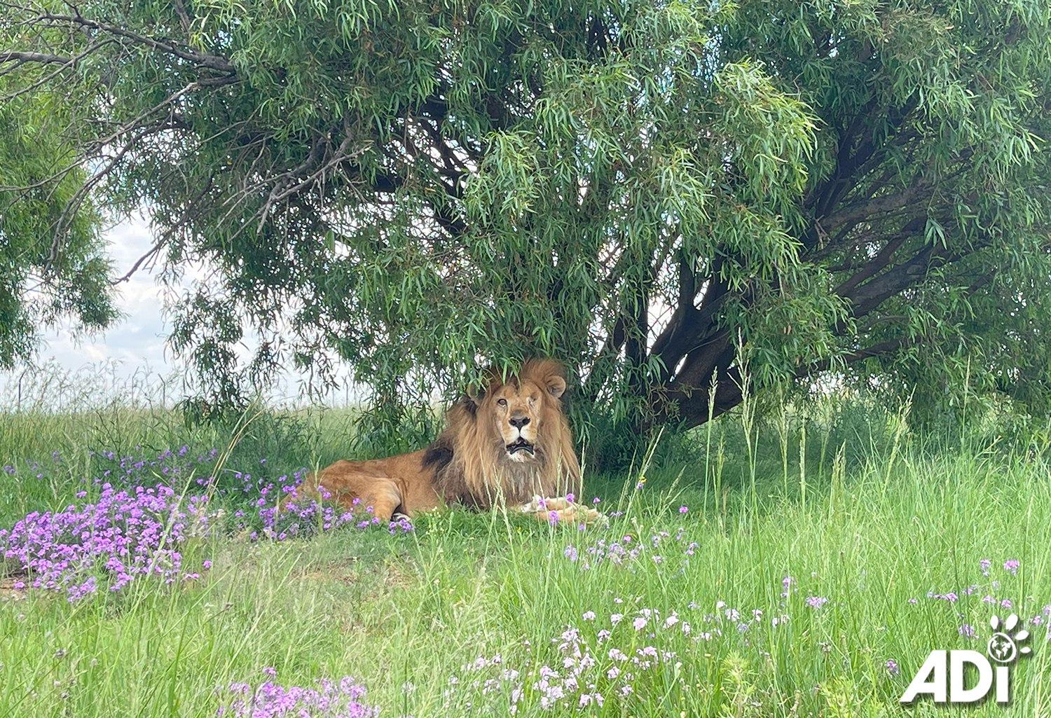 Farewell, Leo | ADI Wildlife Sanctuary