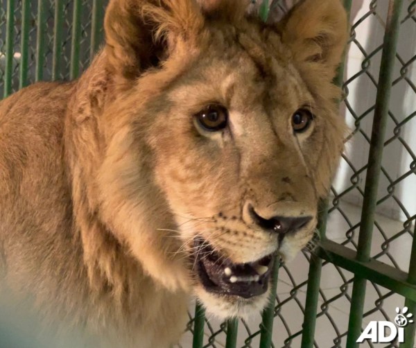 Kuwait rescue update | ADI Wildlife Sanctuary