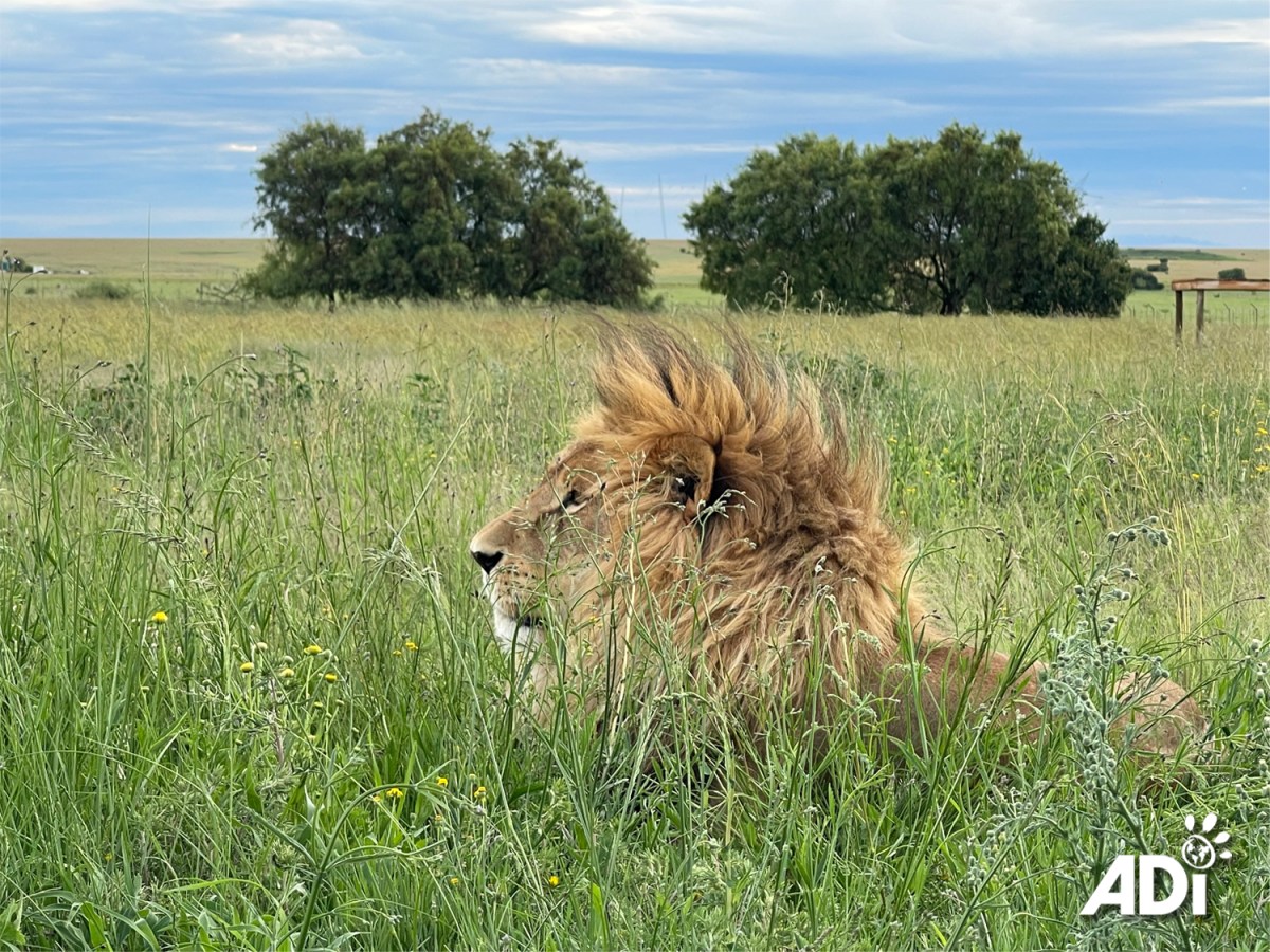 Living a lion’s life | ADI Wildlife Sanctuary