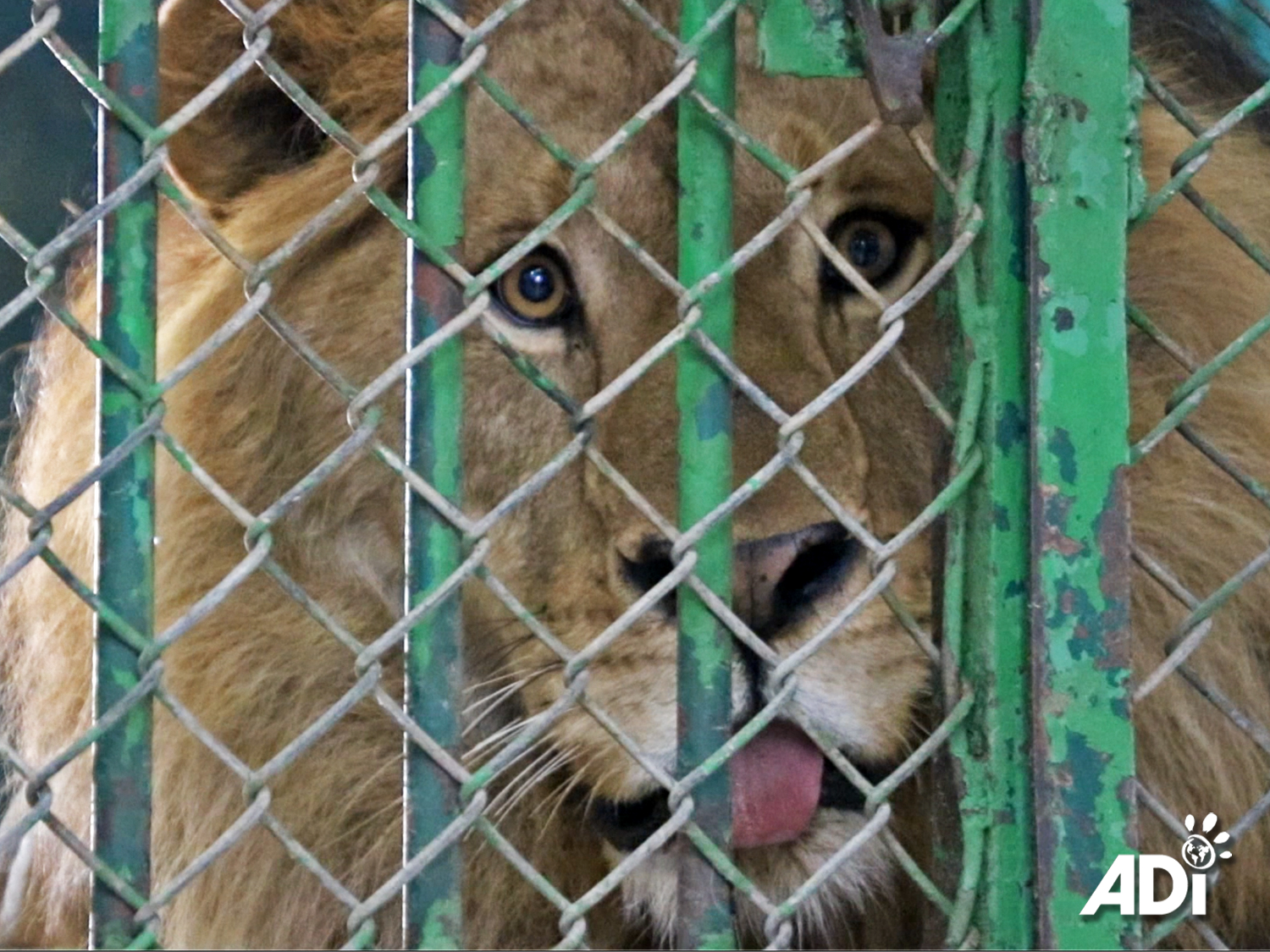 Working to bring the Kuwait 5 home | ADI Wildlife Sanctuary