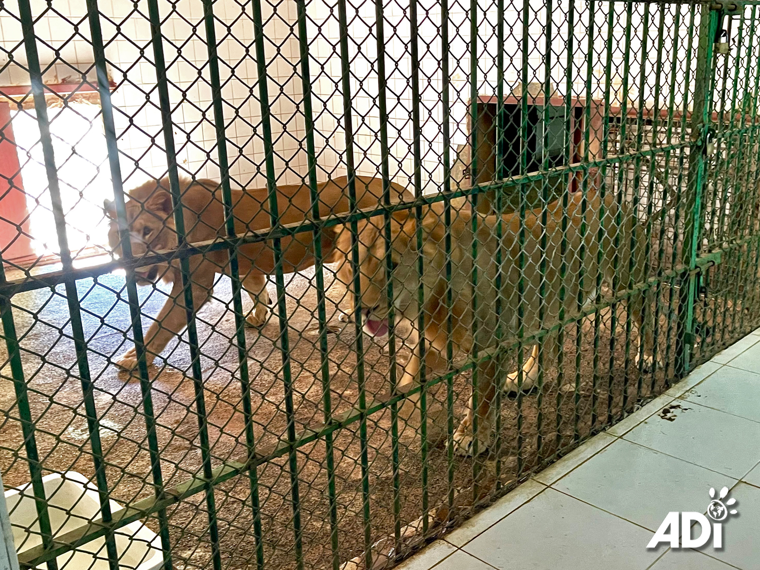 Working to bring the Kuwait 5 home | ADI Wildlife Sanctuary