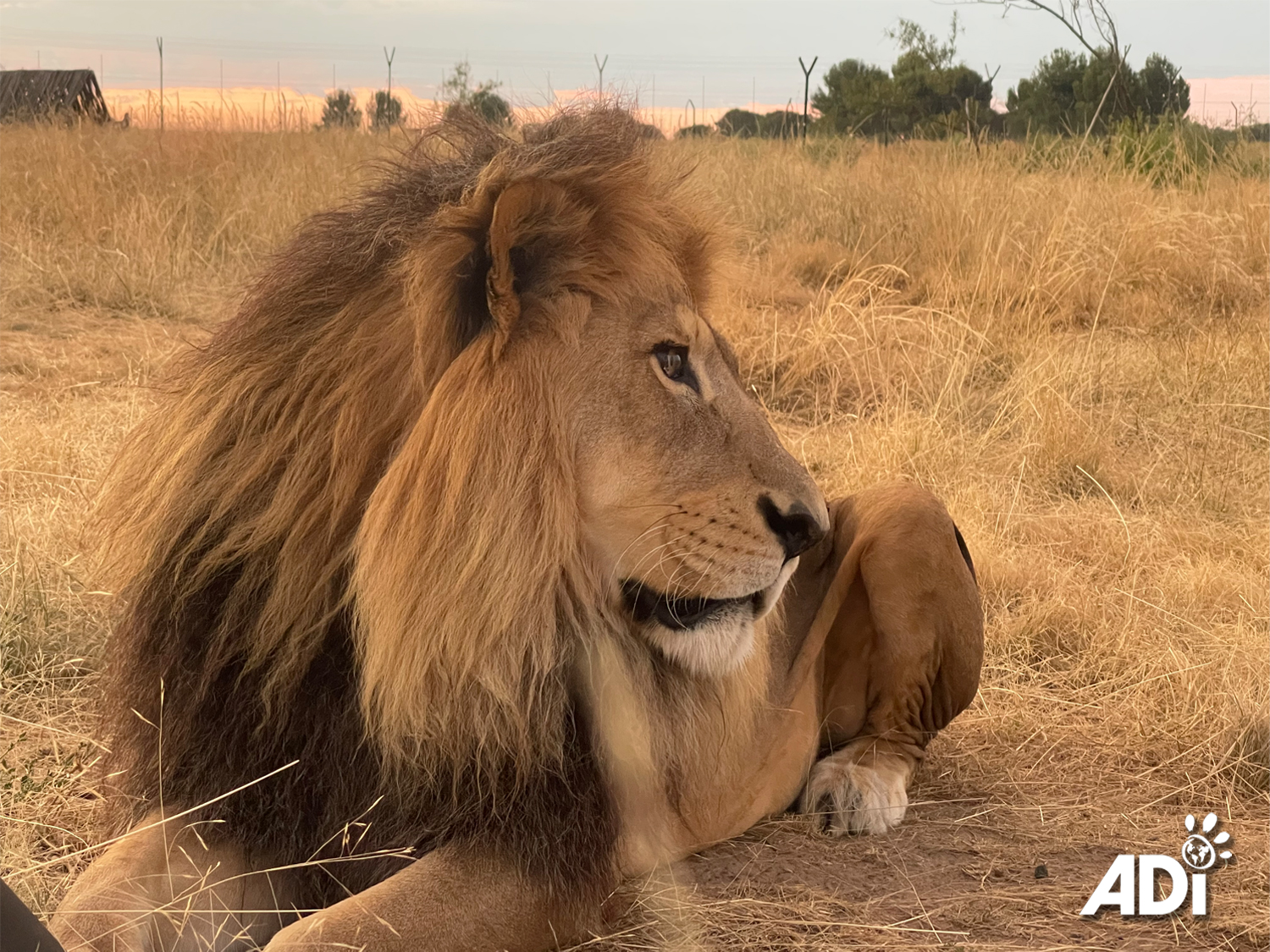 Up close with Kimba | ADI Wildlife Sanctuary