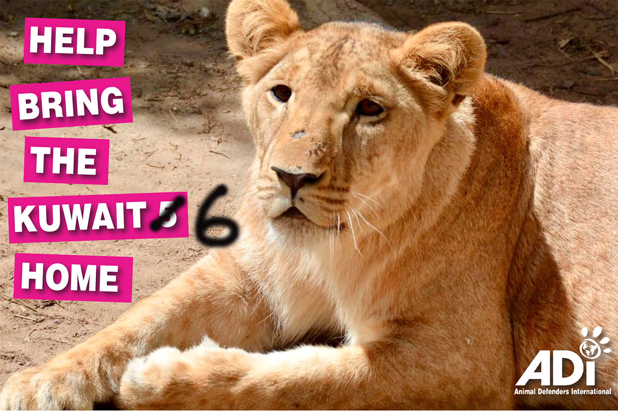 It is now the Kuwait 6! | ADI Wildlife Sanctuary