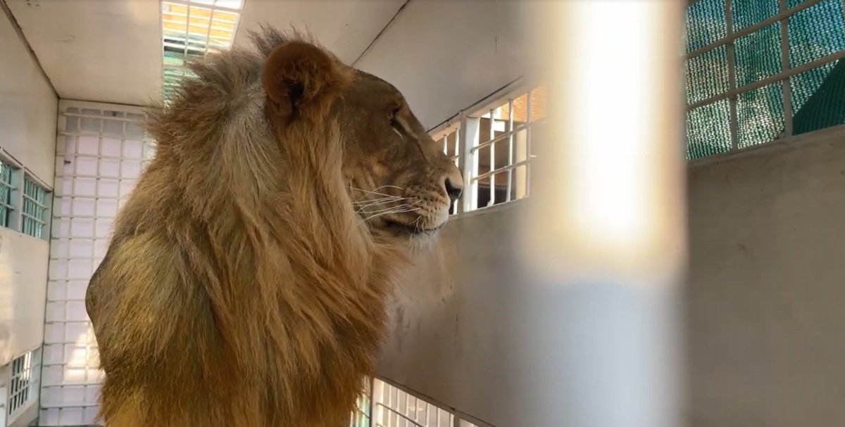 The Kuwait 6 lions loaded for journey home | ADI Wildlife Sanctuary