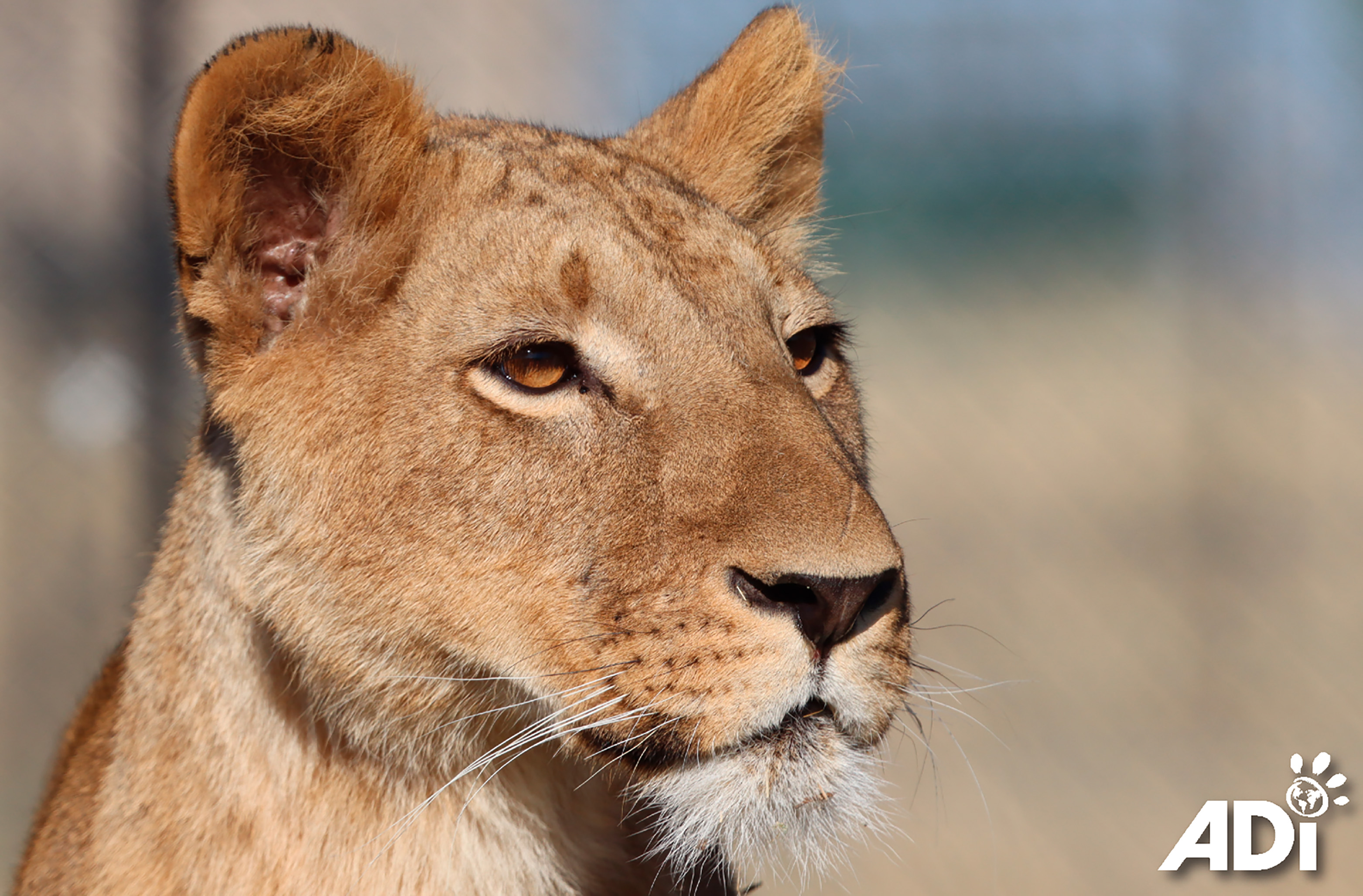 Elegant Aziza – worth the wait! | ADI Wildlife Sanctuary