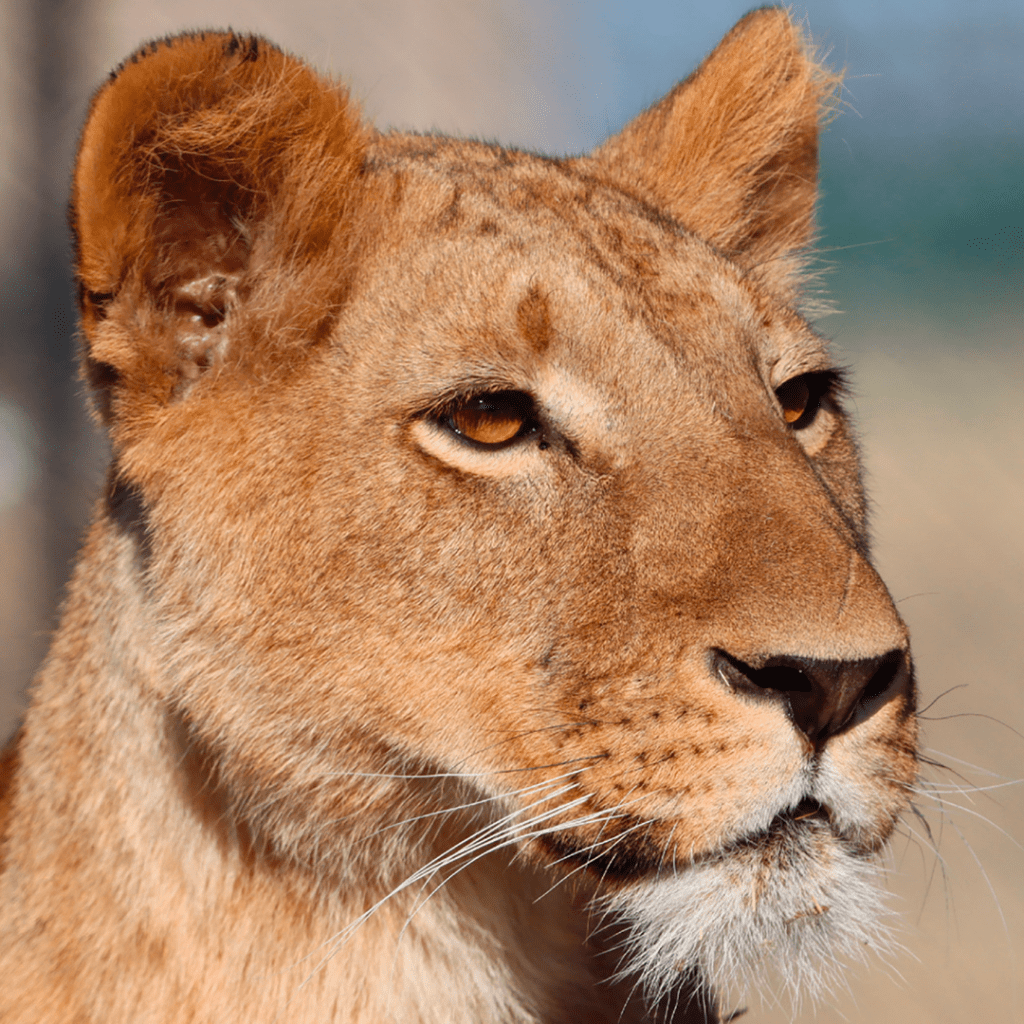 Our animals | ADI Wildlife Sanctuary