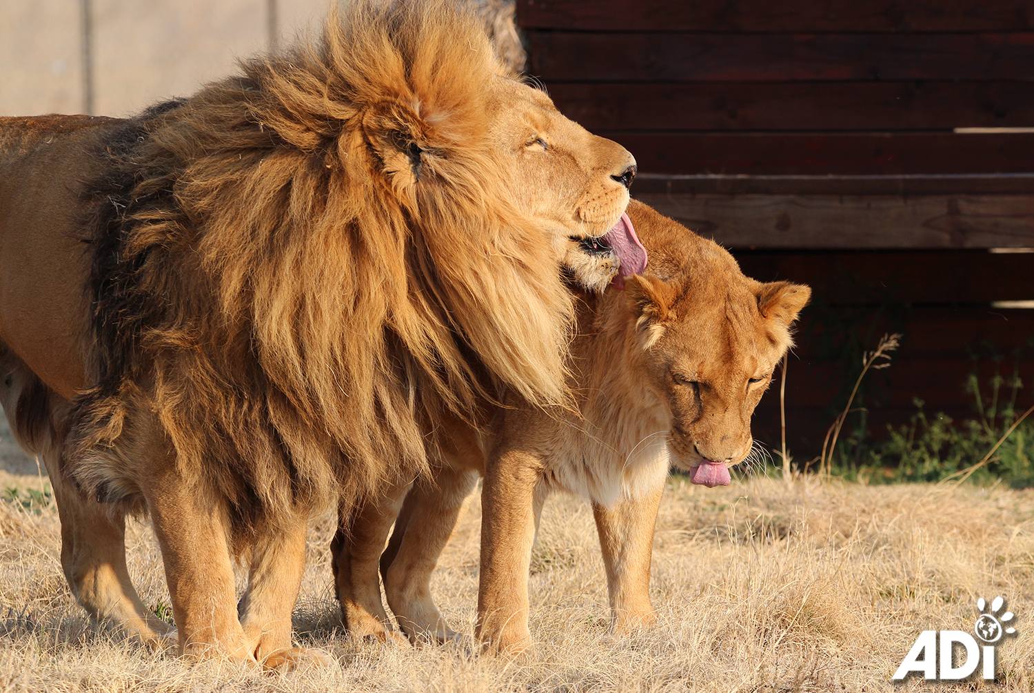 Tarzan kisses Tanya better | ADI Wildlife Sanctuary
