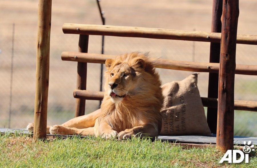 Kuwait 6 walk to freedom | ADI Wildlife Sanctuary