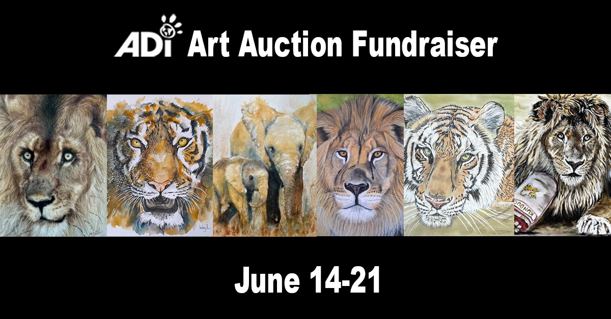 ADI Art Auction Fundraiser to support the Kuwait 6 | ADI Wildlife Sanctuary