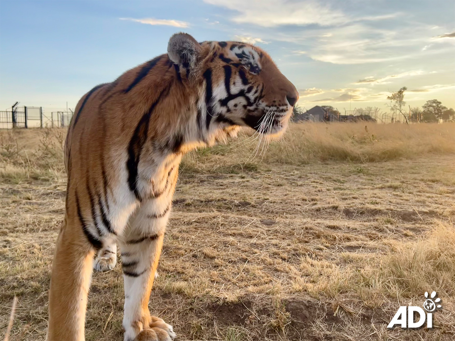 Curious and playful Sun | ADI Wildlife Sanctuary