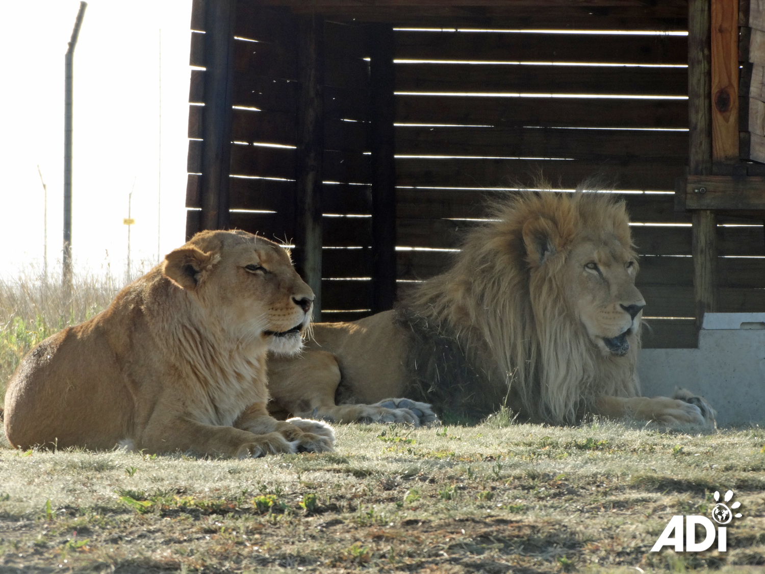 Tarzan fully recovered after sedation | ADI Wildlife Sanctuary