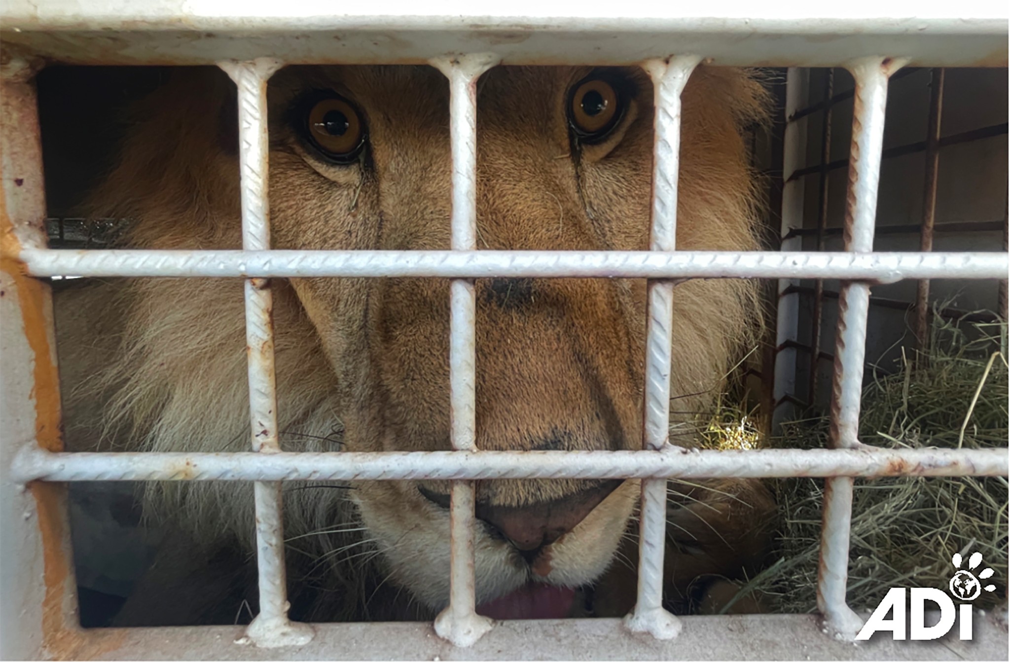 Muheeb: watch his amazing homecoming! | ADI Wildlife Sanctuary