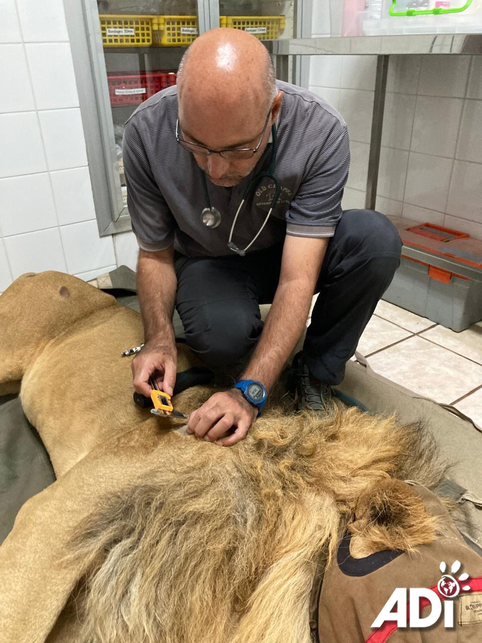 Muheeb examined | ADI Wildlife Sanctuary