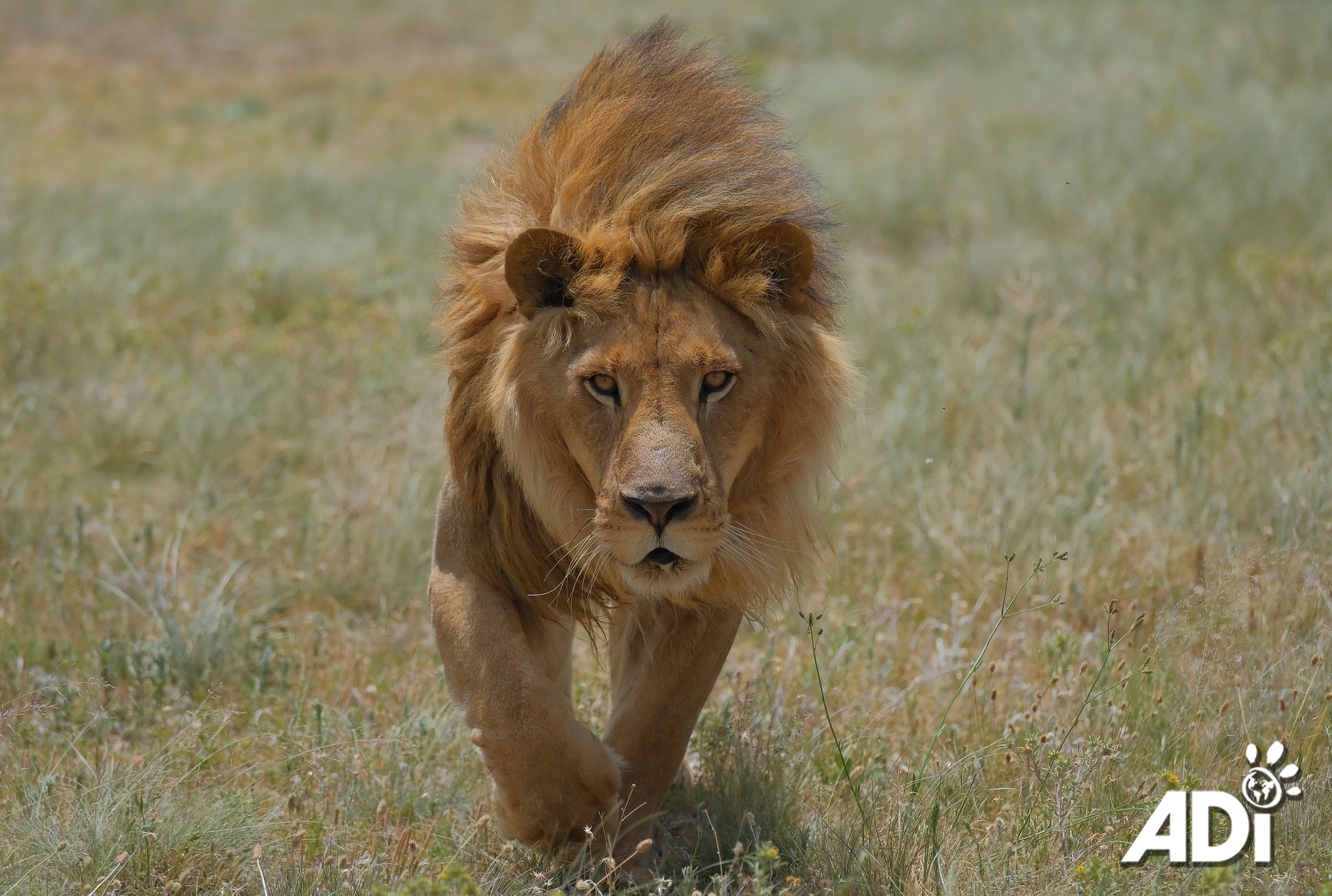 ADI Wildlife Sanctuary