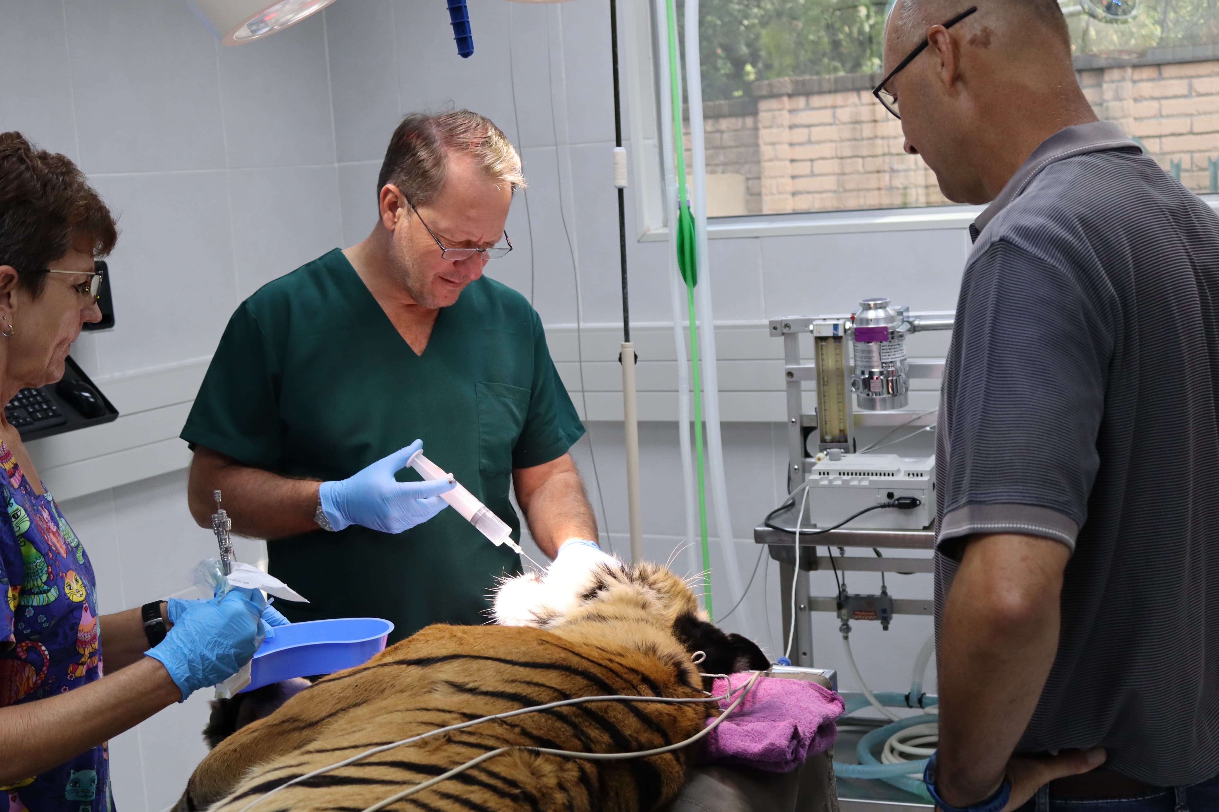 Luna dental surgery | ADI Wildlife Sanctuary